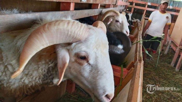 Hari Raya Idul Adha 2023: Syarat Umur dan Jumlah Kambing Kurban! - Tribunpontianak.co.id