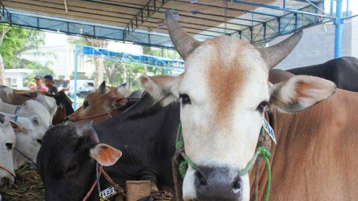 Jelang Idul Adha, Harga Sapi Kurban di Kubu Raya Alami Kenaikan Harga hingga Rp2 Juta ...