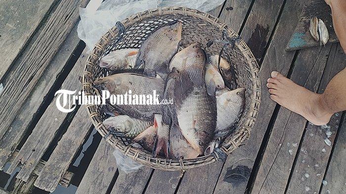 Warga Sungai Kapuas Keluh Ada Oknum Masyarakat Tangkap Ikan Dengan Cara ...