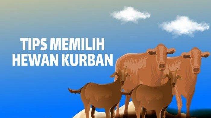 Memilih Hewan Kurban Sesuai Syarat dan Cara Penyembelihan Berdasarkan Syariat Islam ...