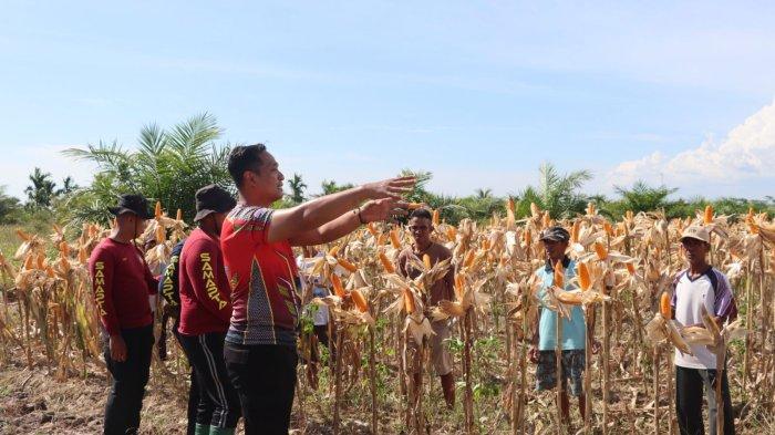 Kapolres Sambas Tinjau Lahan Jagung Sepinggan Persiapan Panen Raya Serentak - Tribunpontianak.co.id