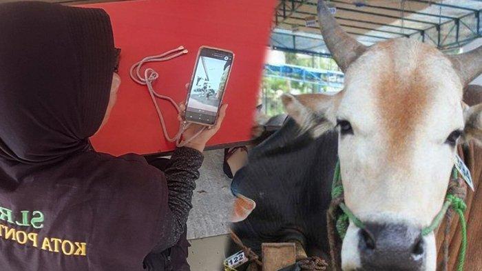Kalbar Populer Hari Ini: Viral Remaja Aniaya Remaja di Pontianak, Sapi Kurban Laris di Kubu Raya ...