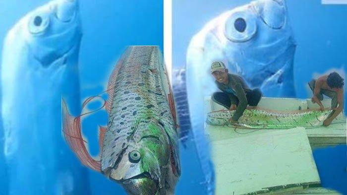 Berita Viral Kemunculan Ikan Oarfish Tanda Bencana Besar? Terungkap Penjelasan Ilmiah BMKG dan ...