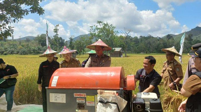 Pj Bupati Landak Senang Panen Raya Padi di Jelimpo, Minta Penyuluh ...