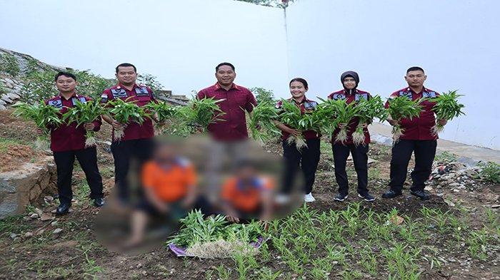Pembinaan Kemandirian, Rutan Sanggau Panen Sayur Kangkung yang Ditanam ... Pembinaan Kemandirian, Rutan Sanggau Panen Sayur Kangkung yang Ditanam ...