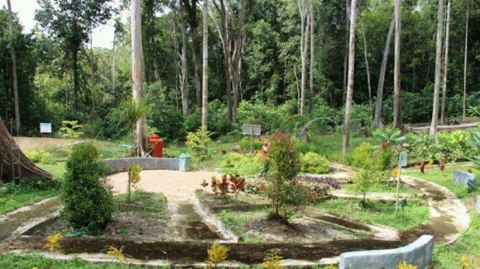 Kebun Raya Sambas, Aset Berharga Kalbar yang Perlu Perhatian Pemerintah ...