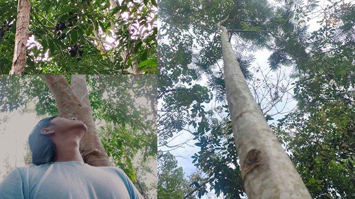 Selain untuk Penghijauan, Pohon Jengkol, Sengon dan Petai Juga Bernilai ...