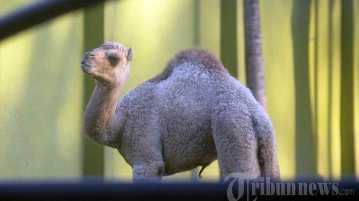 Kurban Unta untuk Berapa Orang ? Berapa Harga per Ekornya di Indonesia ...