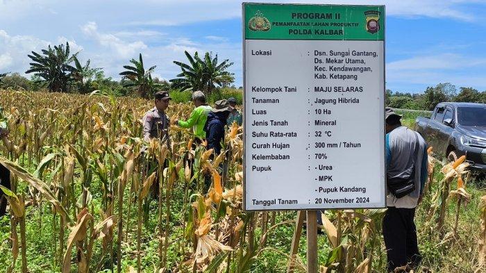 Sukseskan Program Ketahanan Pangan Nasional, Polres Ketapang Laksanakan Panen Jagung di ...