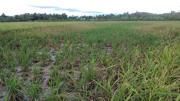 Pertanian, Perdagangan dan Industri Pengolahan Masih Dominasi Struktur ...