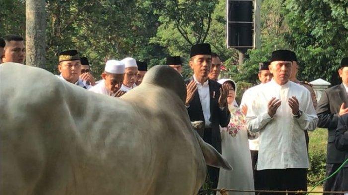 Lengkap! Inilah 38 Sapi Kurban Presiden Jokowi di Seluruh Provinsi Indonesia, Terberat 1,2 Ton ...
