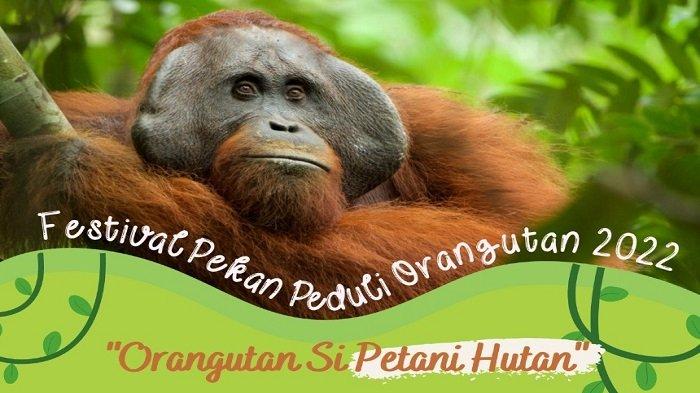 Yayasan Palung Akan Suguhkan Beragam Kegiatan Seru Pada Pekan Peduli Orangutan 2022 ...