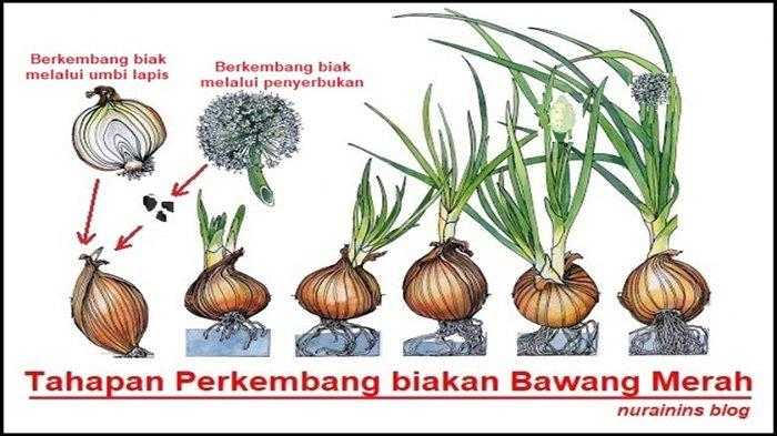 Daftar Tumbuhan disekitar kita yang Berkembang Biak Secara Umbi Lapis ...