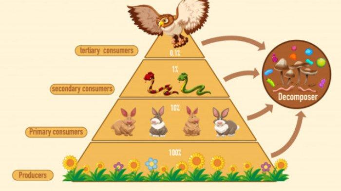 CONTOH Proses Rantai Makanan dalam Ekosistem Besar, Peran Rantai dan ...