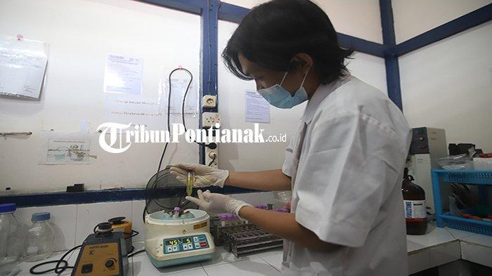 BERITA FOTO - Proses Uji Mutu Kratom Asal Kalbar - Tribunpontianak.co.id