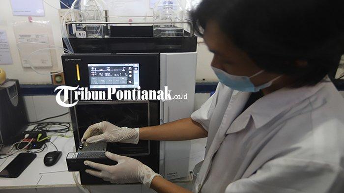 BERITA FOTO - Proses Uji Mutu Kratom Asal Kalbar - Tribunpontianak.co.id