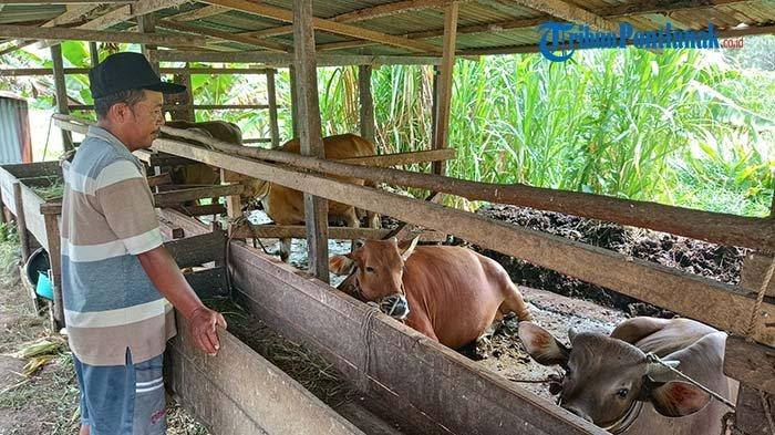 Peternak Sapi di Sekadau Pilih Tidak Ambil Bibit Sapi Selama PMK Melanda - Tribunpontianak.co.id