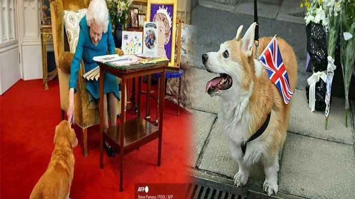 Berita anjing Ratu Elizabeth II Terbaru Hari Ini - Tribunpontianak.co.id