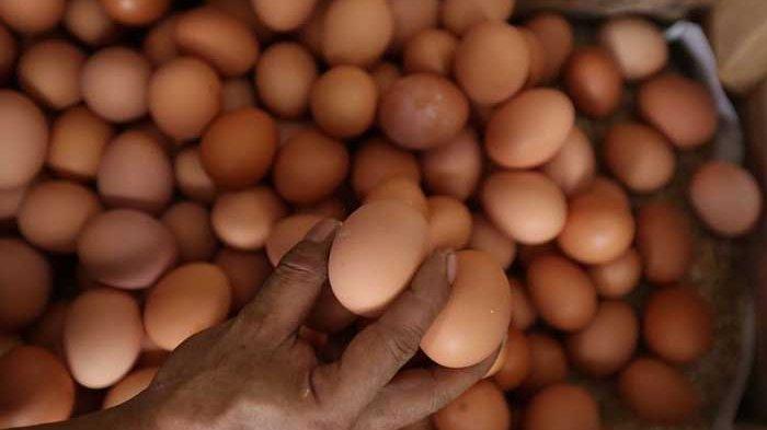 Resmi Naik! Harga Acuan Pembelian Telur dan Daging Ayam Terbaru Per ...