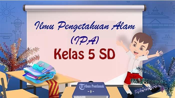 SOAL IPA Kelas 4 SD Semester 1 Tahun 2023, Soal Latihan PAS - SAS Pilihan Ganda ...