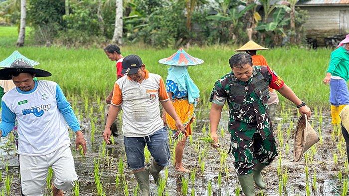 Oplah di Purun Sungai Pinyuh Rampung, Dandim Mempawah Langsung Tanam Padi Bersama Petani ...