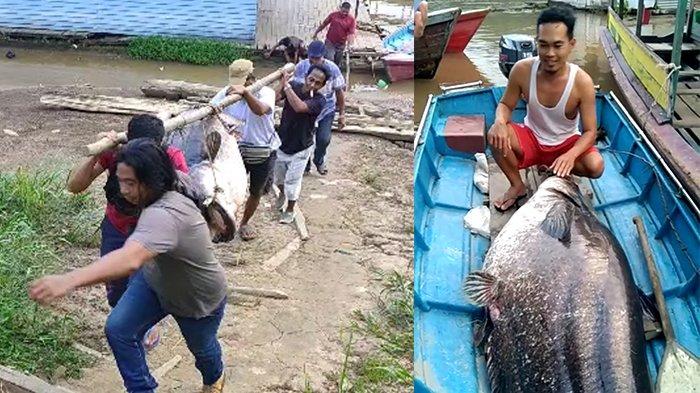 Heboh, Ikan Tapah Raksasa di Melawi Nyaris 100 Kg, Sampai Harus Dipikul ...