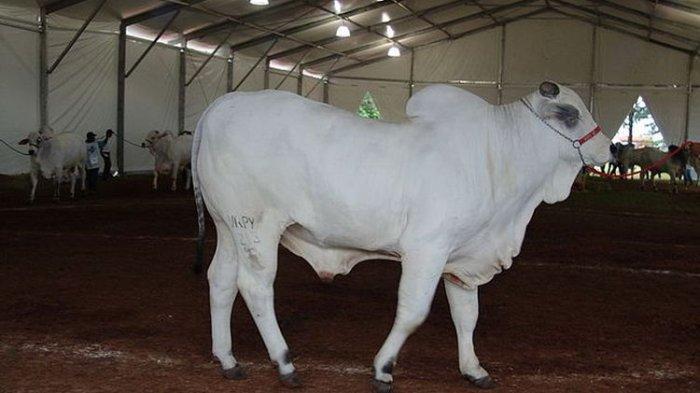 Alasan Sapi Jenis Nelore Termahal di Dunia, Pecah Rekor Laku Terjual Rp ...
