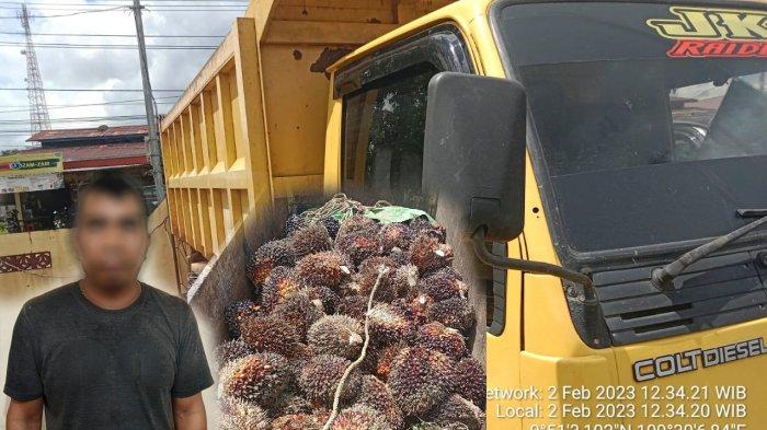 Polres Bengkayang Meringkus Tersangka Pencurian Buah Sawit Milik PT ...