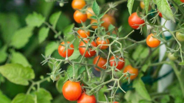 Manfaat Tomat Ceri, Bantu Meningkatkan Sistem Kekebalan Tubuh dan ...