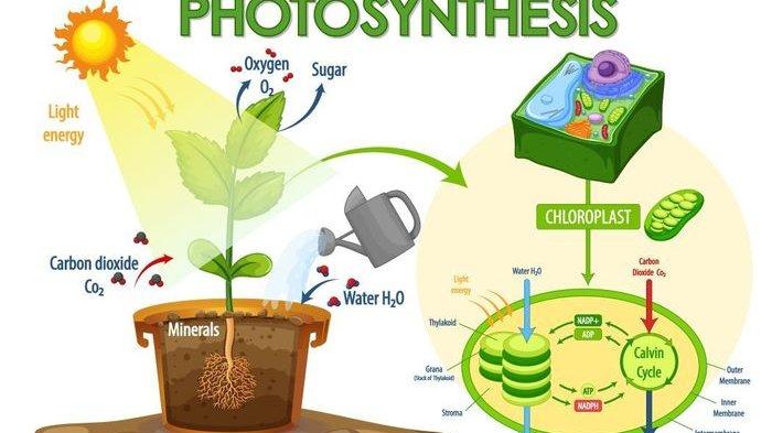 Pengertian Ekosistem dan Komponennya Biotik dan Abiotik, Materi IPAS ...
