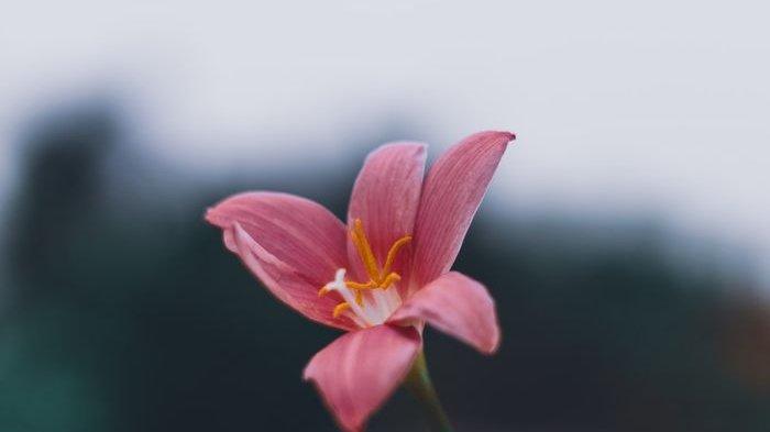 Bunga Amarilis yang Cantik di Dunia, Apa Saja Keunikannya ...