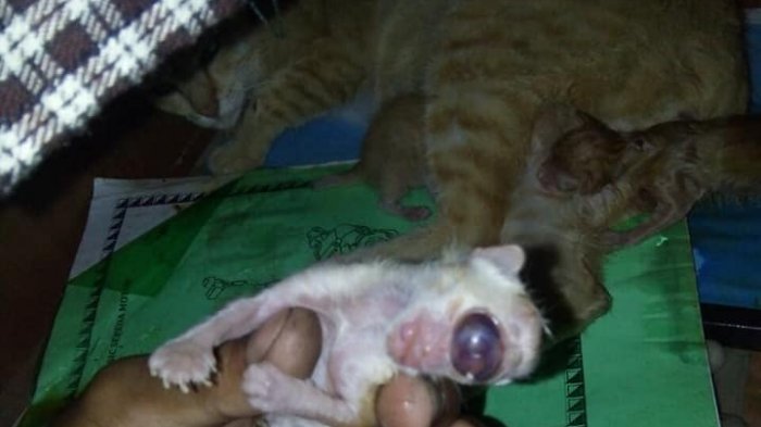 Kucing Bermata Satu Hebohkan Dunia Maya, Tonton Videonya - Tribunpontianak.co.id
