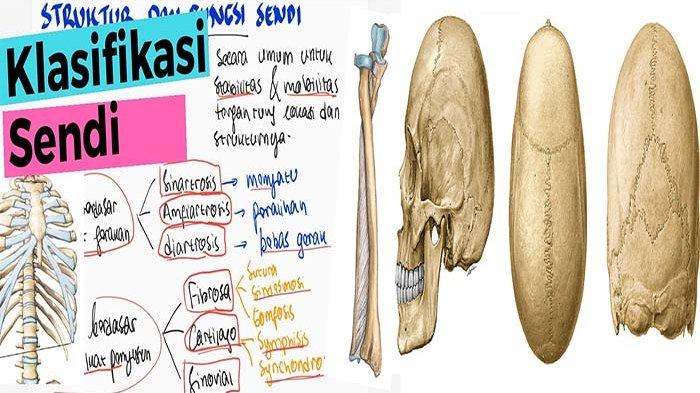 APA ITU Sinartrosis ? Kenali Jenis Penyakit dan Gangguan Sendi Termasuk ...