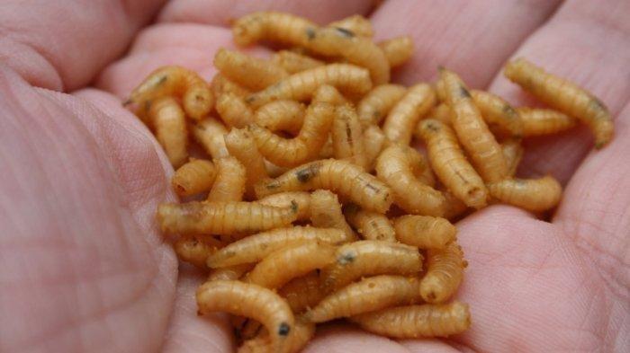 Apa itu Belatung ? Yuk Ketahui tentang Hewan Belatung yang Lagi Viral Twitter dan Tiktok ...