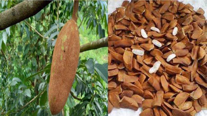 Manfaat Biji Mahoni Untuk Berbagai Penyakit Dari Turunkan Tekanan Darah ...