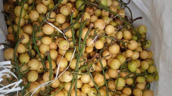 MANFAAT Luar Biasa Buah Limpasu, Kaya akan Vitamin C dan Antioksidan ...