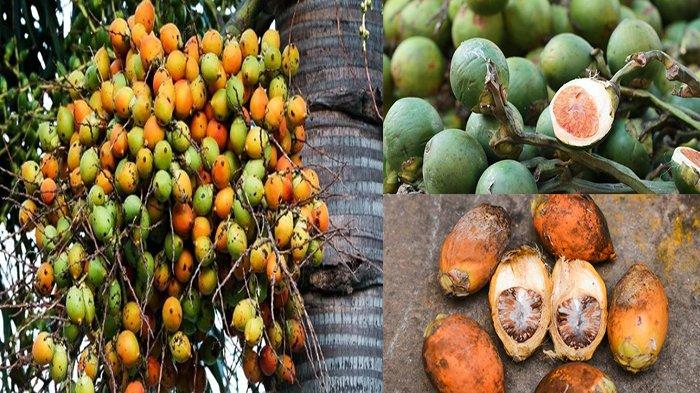 Buah Pinang Akar Serta Daunnya Dimanfaatkan Sebagai Obat ...