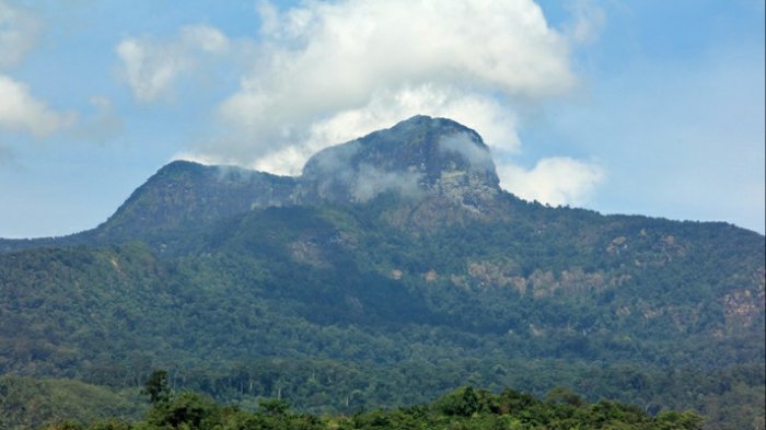 Bukit Saran - Pesona Bukit Hutan Tropis yang Menantang di Sintang ...