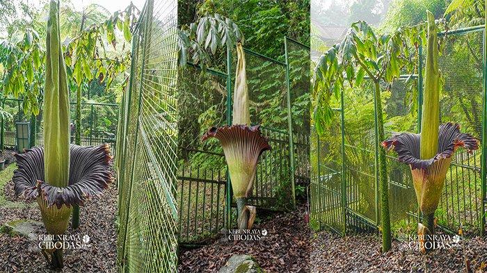 Sejarah Bunga Bangkai yang Mekar Lagi di Kebun Raya Cibodas BRIN Jawa ...