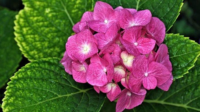 Bunga Hydrangea atau Bunga Hortensia Punya Banyak Nama ! Ketahui Juga ...