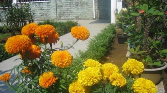 Banyak Nyamuk di Rumah? Tanam Tanaman Ini - Tribunpontianak.co.id