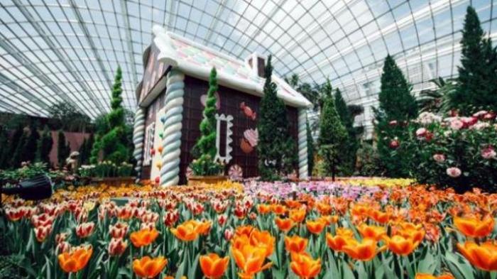 Bukan di Belanda, Hamparan Bunga Tulip Ini di Singapura ...