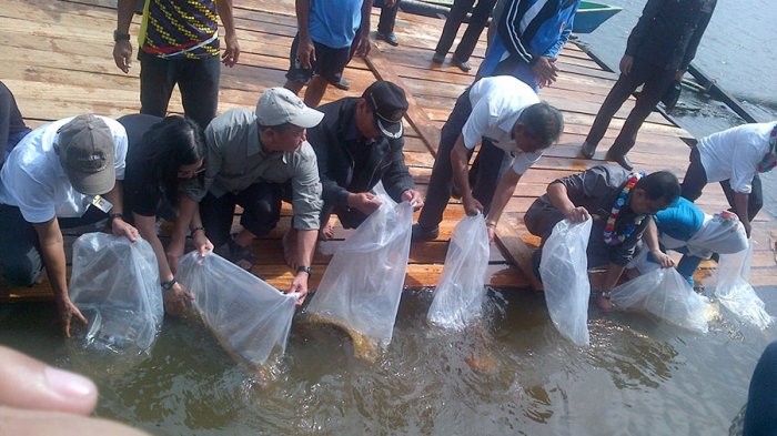 AM Nasir Lepasliarkan Ikan Arwana di Desa Nanga Empangau ...