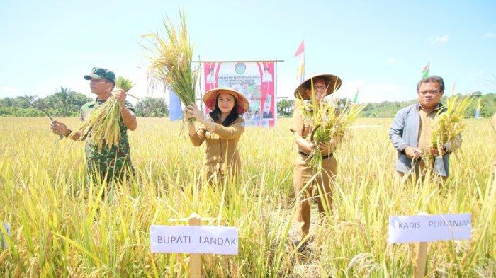 Panen Padi Bersama Petani Desa Tempoak, Bupati Landak Minta Petani ...