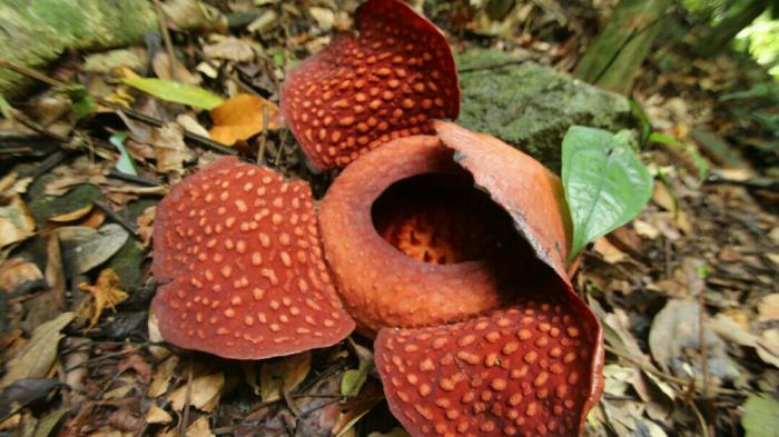 Ini 13 Cagar Alam dan Taman Wisata Alam di Kalbar - Tribunpontianak.co.id