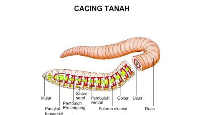 Materi IPA Kelas 3 SD Kurikulum Merdeka, Keberagaman Hewan Apa Ciri ...