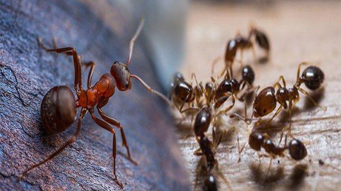 Berita Semut Paling Mematikan Terbaru Hari Ini - Tribunpontianak.co.id