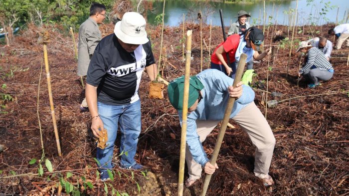 Ekonomi Hijau di Heart Of Borneo, Rumah Manggat Kembangkan Teh Gaharu ...