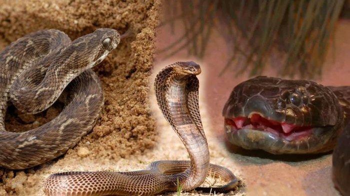 Daftar Ular dengan Bisa Mematikan di Dunia Termasuk King Kobra dan Ular ...