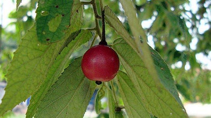 Manfaat Daun Ceri untuk Diabetes Melitus - Tribunpontianak.co.id